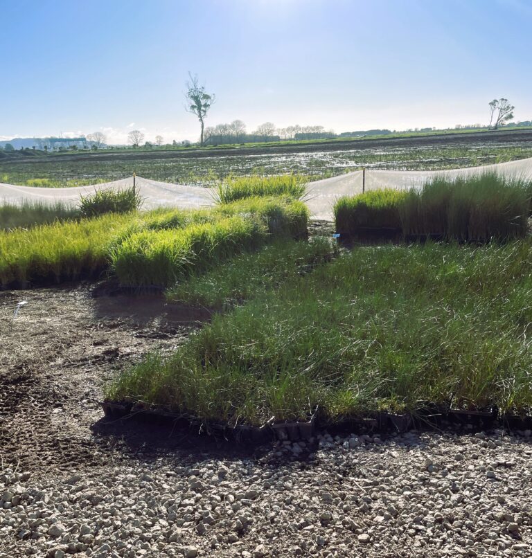 Visit to Rangiuru Business Park: Insights and future prospects ...